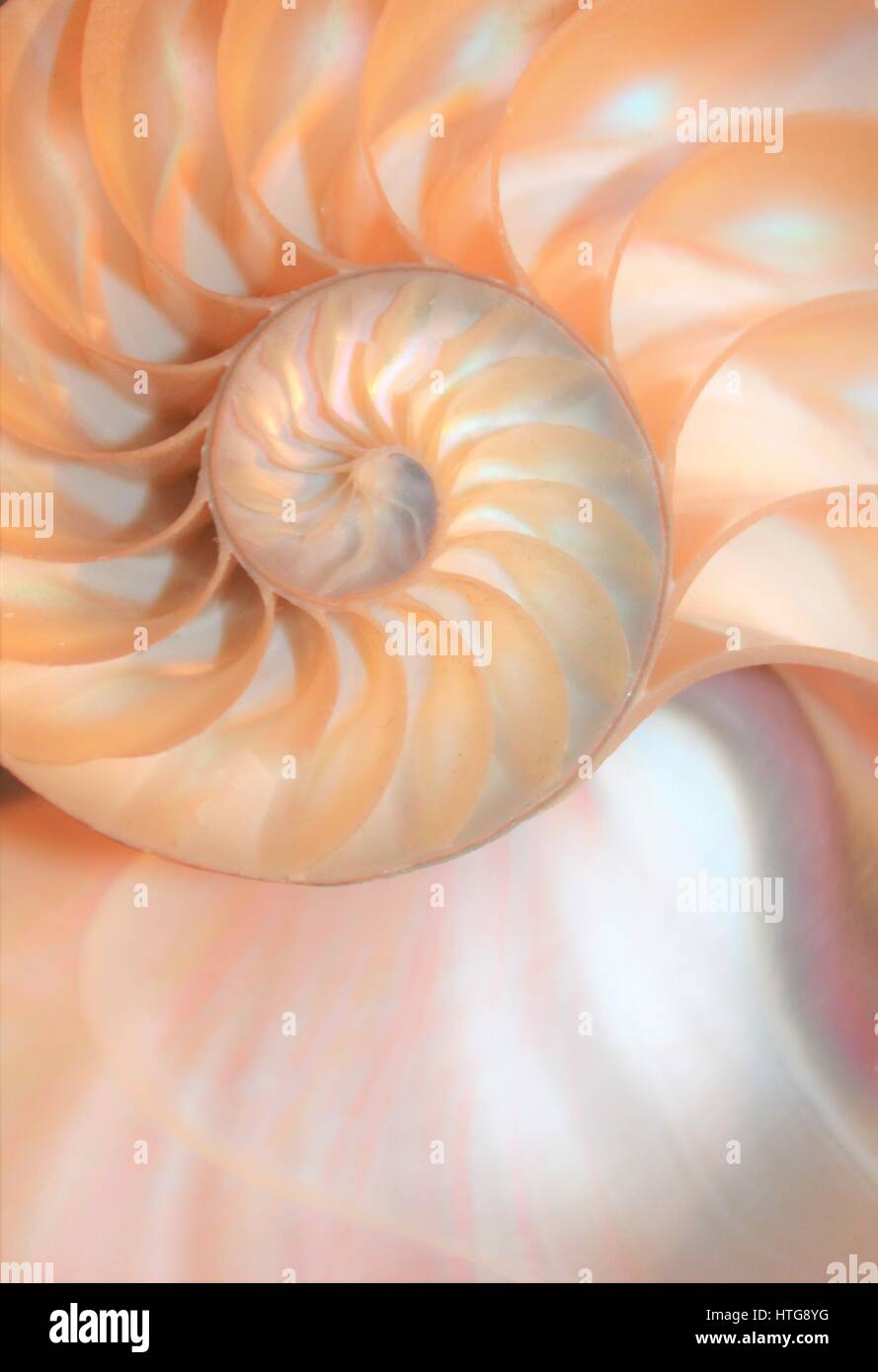 nautilus shell Fibonacci symmetry cross section spiral structure growth ...