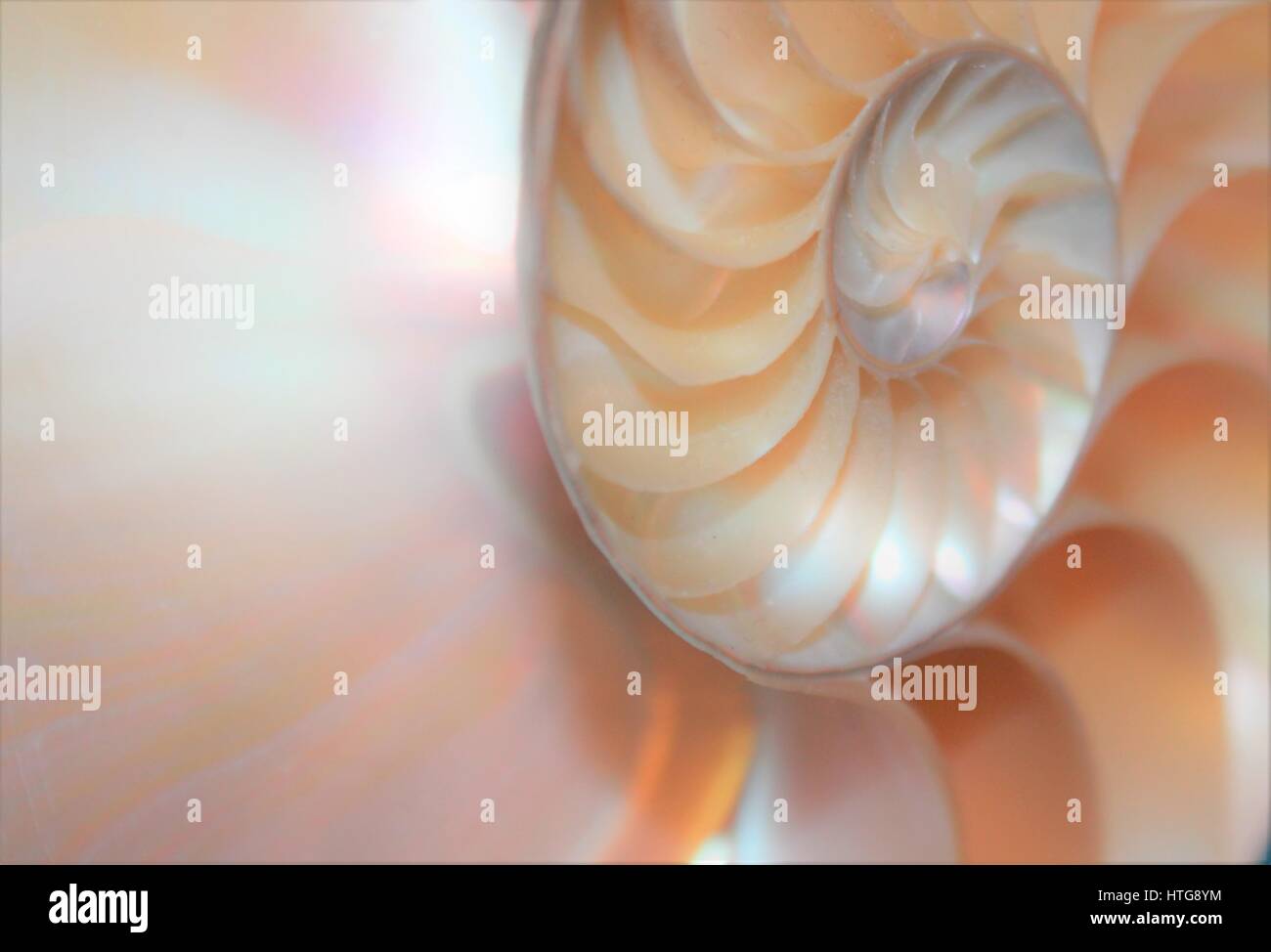 nautilus shell Fibonacci symmetry cross section spiral structure growth ...