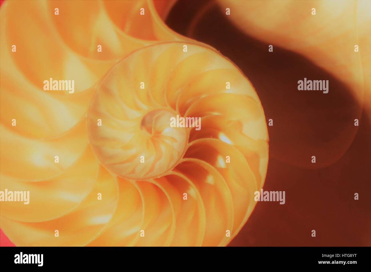 nautilus shell Fibonacci symmetry cross section spiral structure growth ...