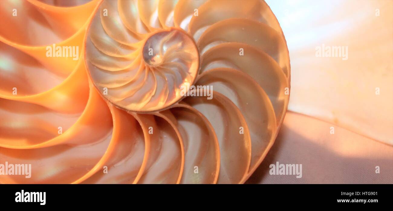 nautilus shell Fibonacci symmetry cross section spiral structure growth ...