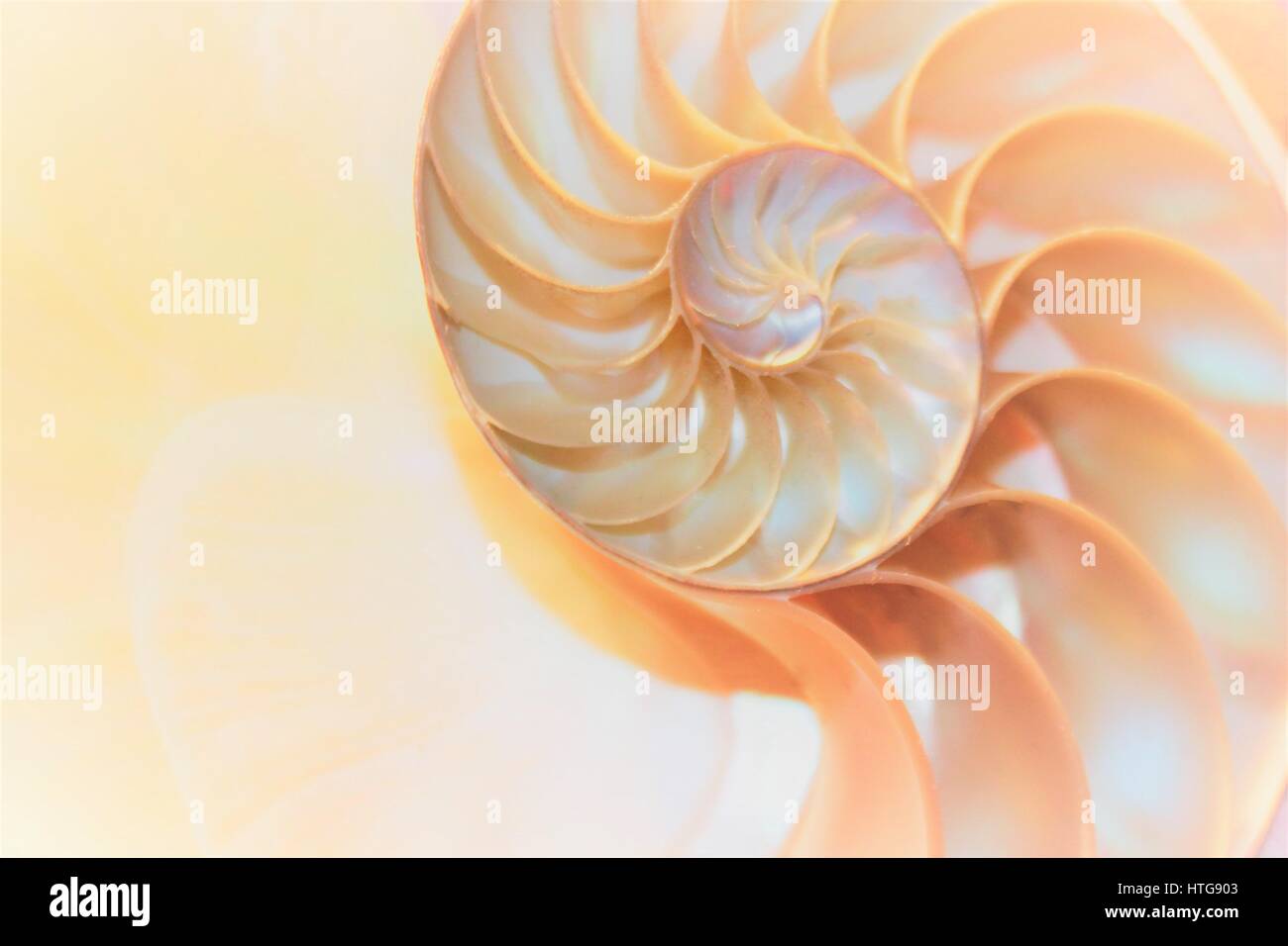 nautilus shell Fibonacci symmetry cross section spiral structure growth ...