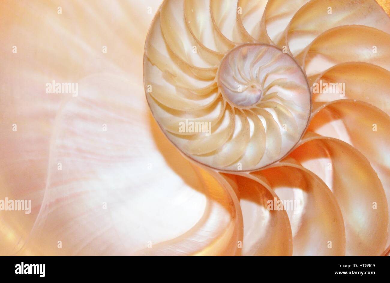 shell nautilus Fibonacci section spiral pearl symmetry half cross ...