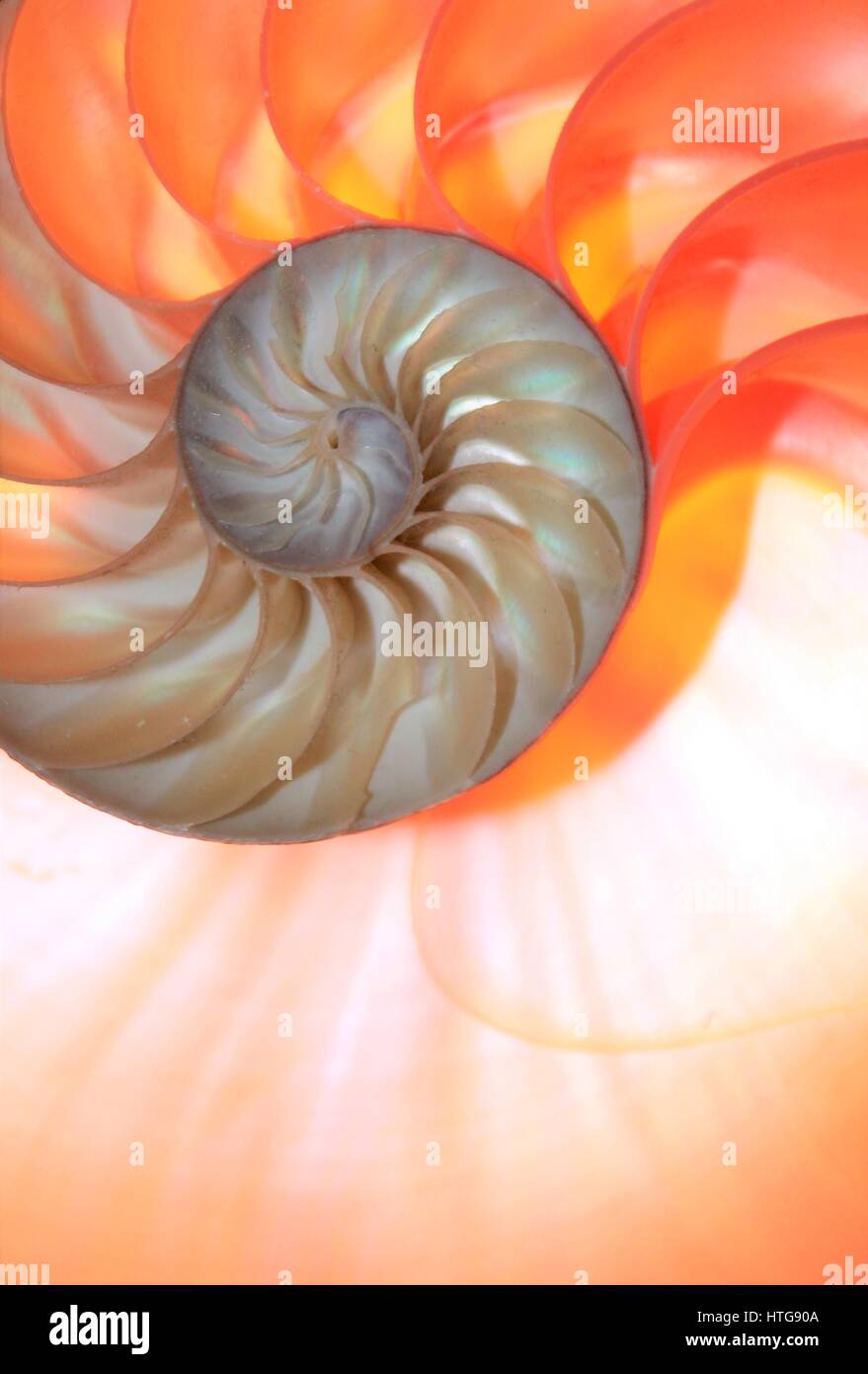 nautilus shell Fibonacci symmetry cross section spiral structure growth ...