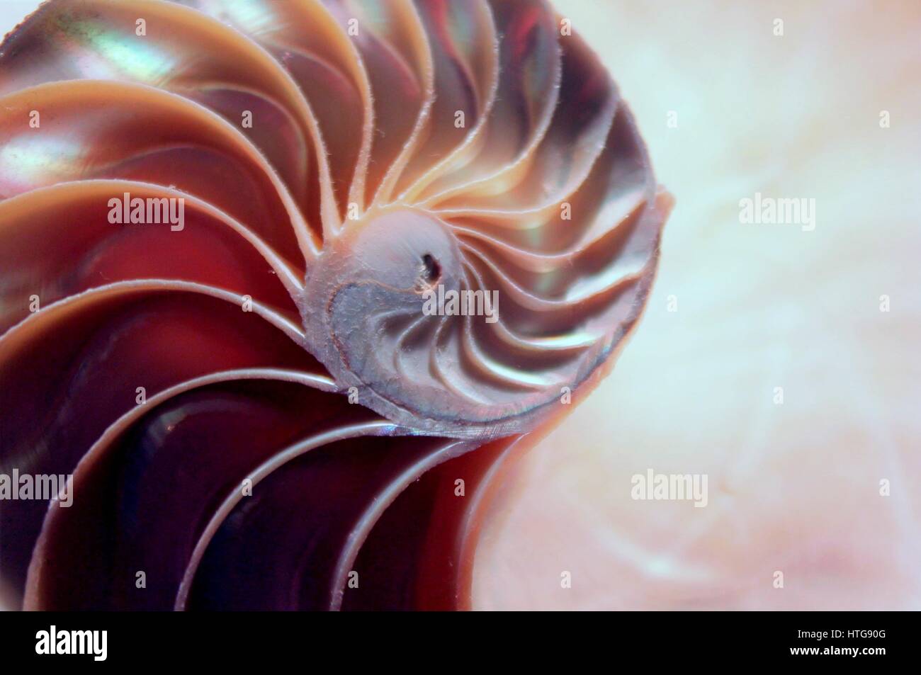 nautilus shell Fibonacci symmetry cross section spiral structure growth ...
