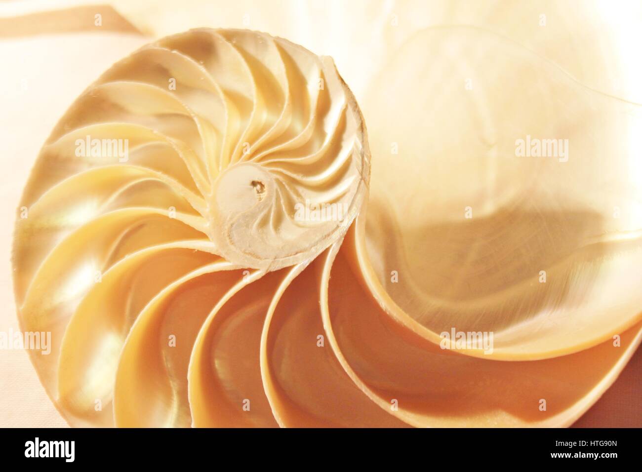 nautilus shell Fibonacci symmetry cross section spiral structure growth ...