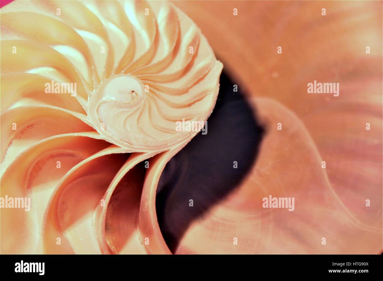 nautilus shell Fibonacci symmetry cross section spiral structure growth ...