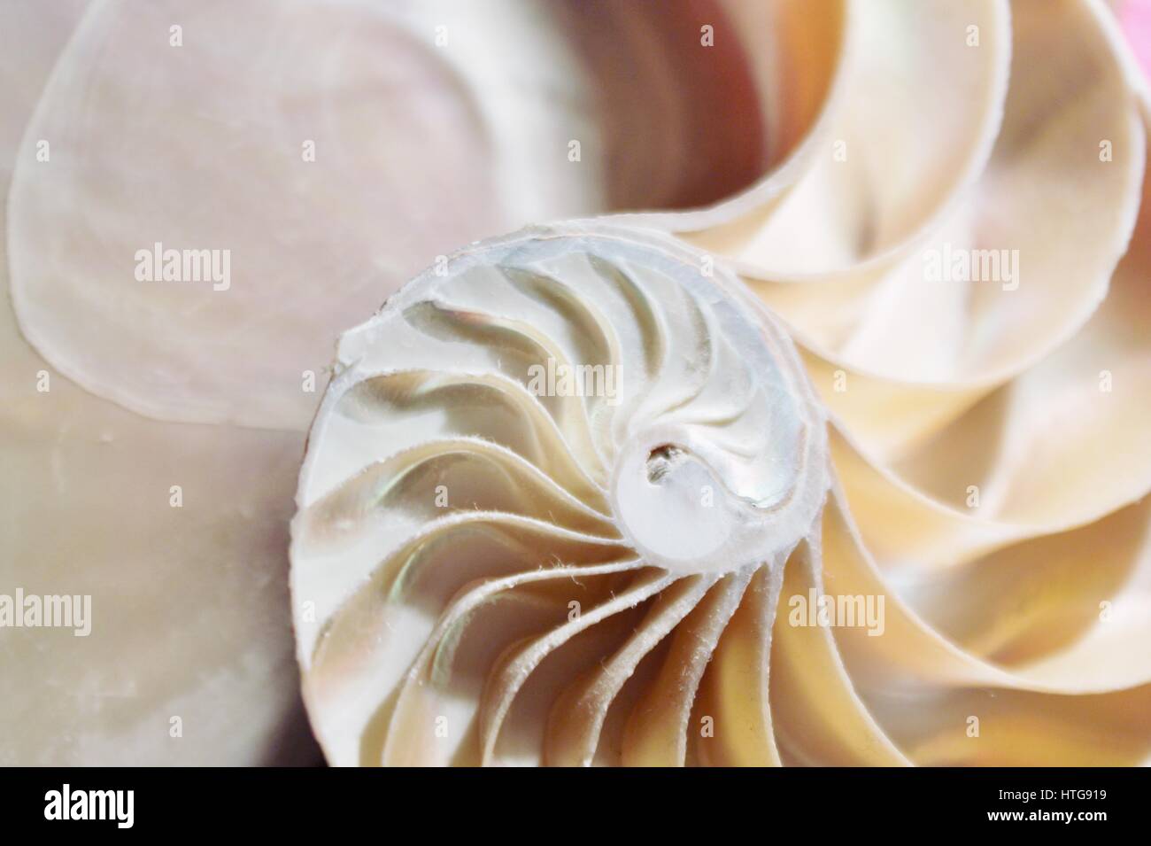 nautilus shell Fibonacci symmetry cross section spiral structure growth ...