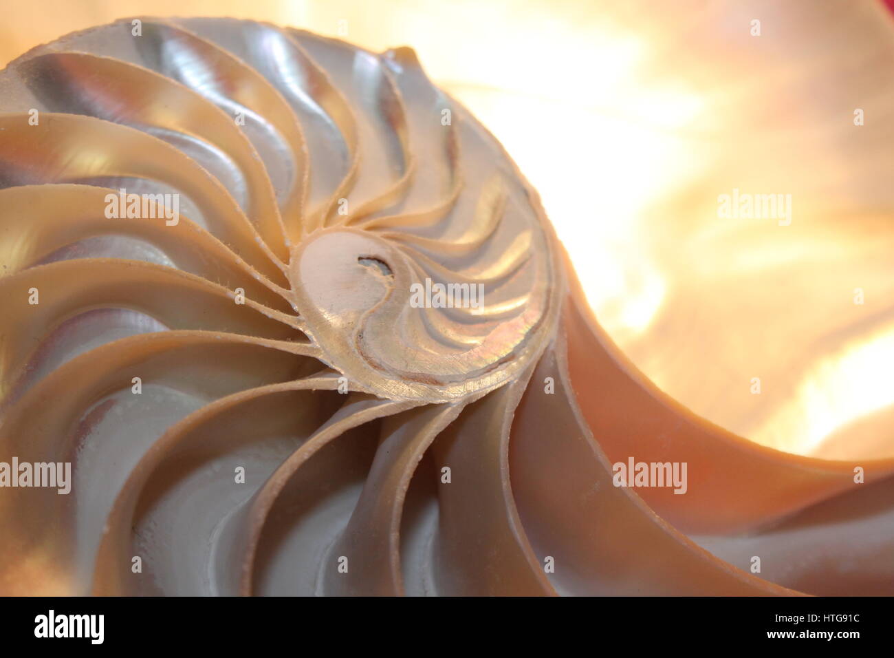 nautilus shell Fibonacci symmetry cross section spiral structure growth ...