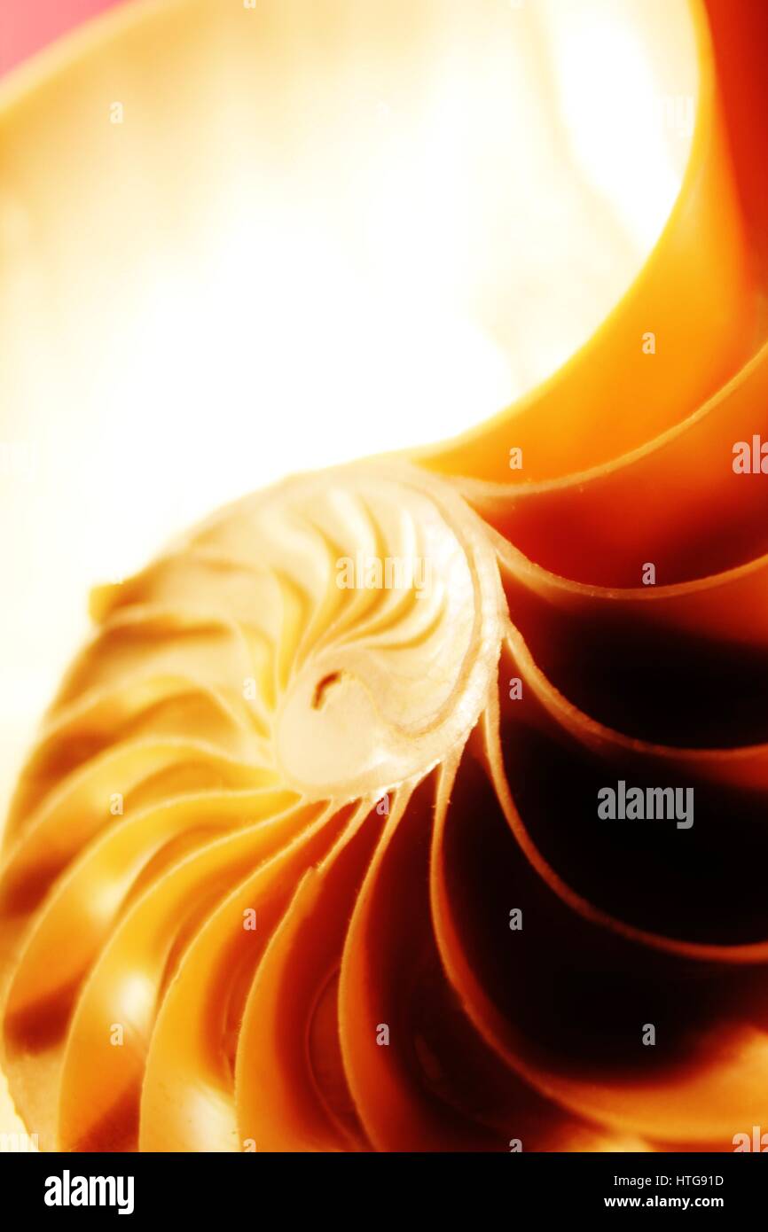 nautilus shell Fibonacci symmetry cross section spiral structure growth ...