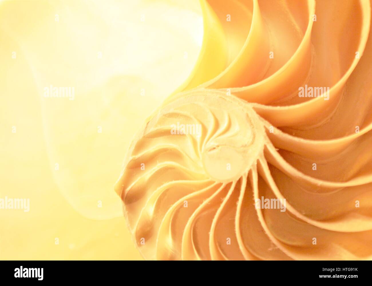 nautilus shell Fibonacci symmetry cross section spiral structure growth ...