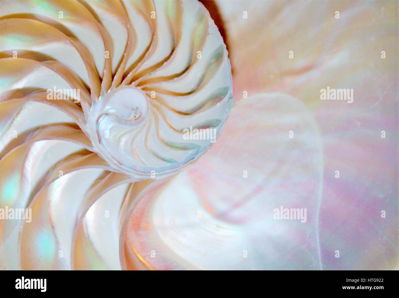 nautilus shell Fibonacci symmetry cross section spiral structure growth ...