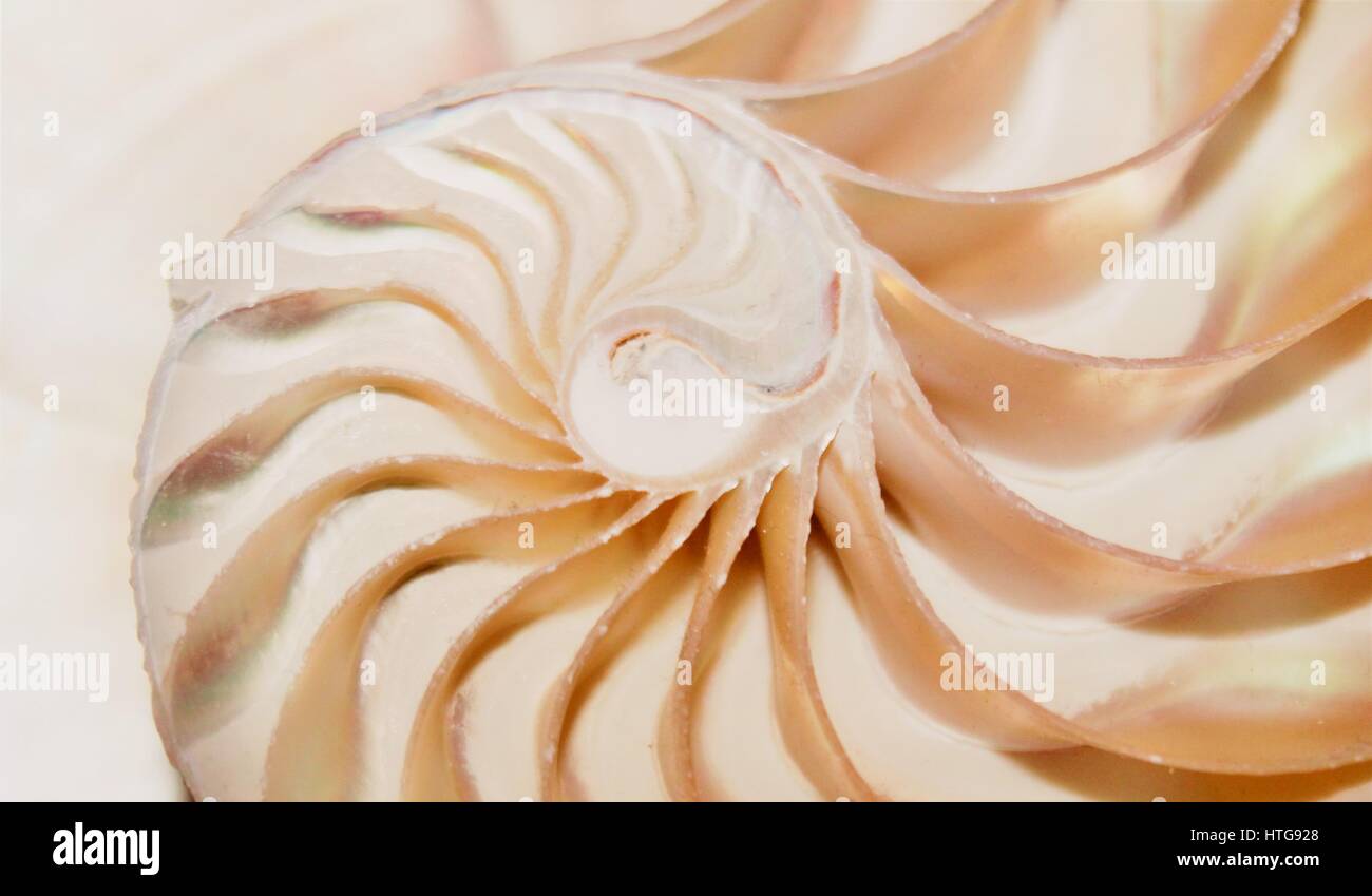 nautilus shell Fibonacci symmetry cross section spiral structure growth ...