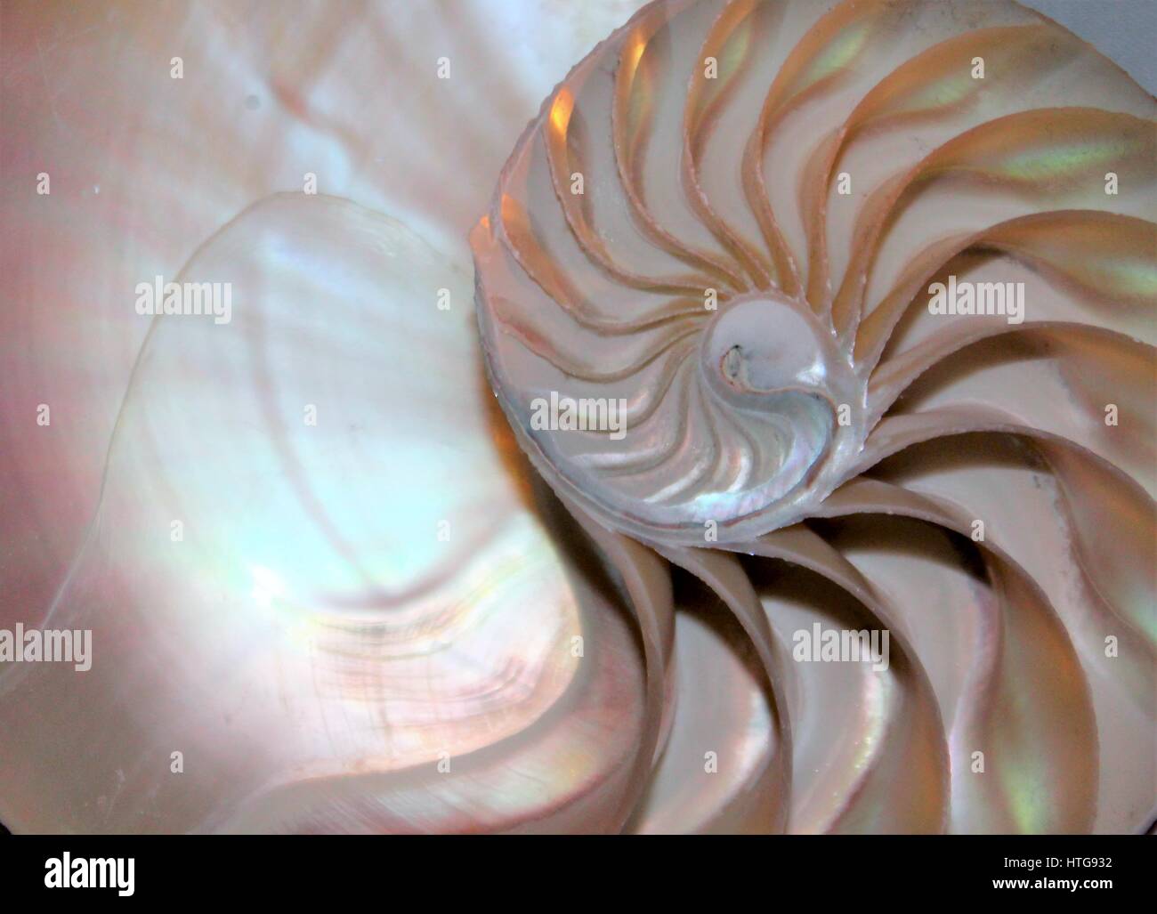 nautilus shell Fibonacci symmetry cross section spiral structure growth ...