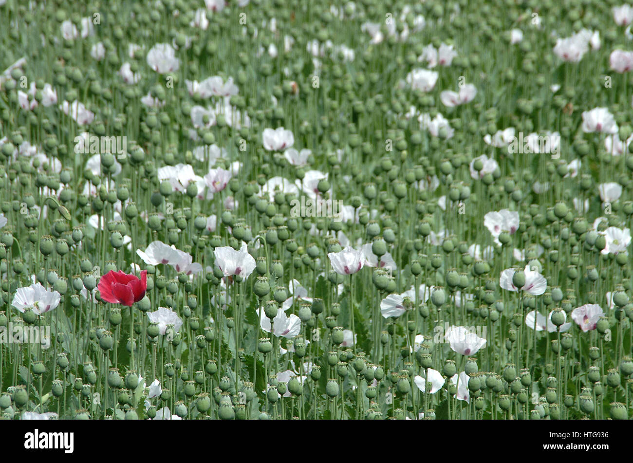 White Opium Poppy (Papaver Somniferum) growing in a Hampshire field ...