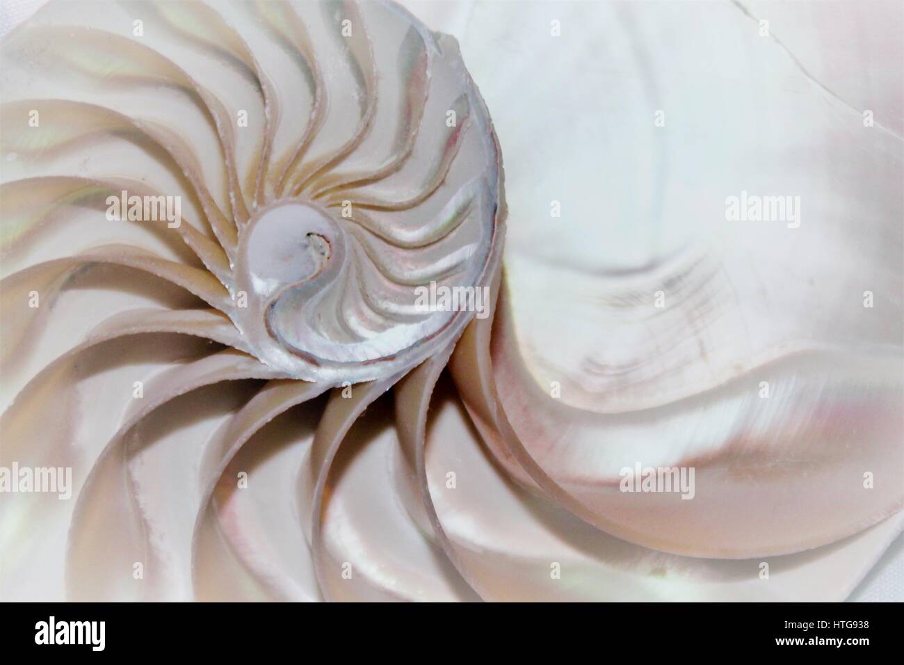 nautilus shell Fibonacci symmetry cross section spiral structure growth ...