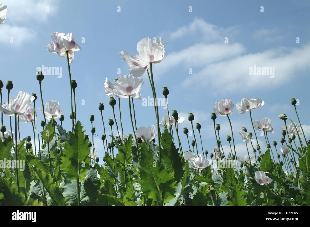White Opium Poppy (Papaver Somniferum) growing in a Hampshire field ...