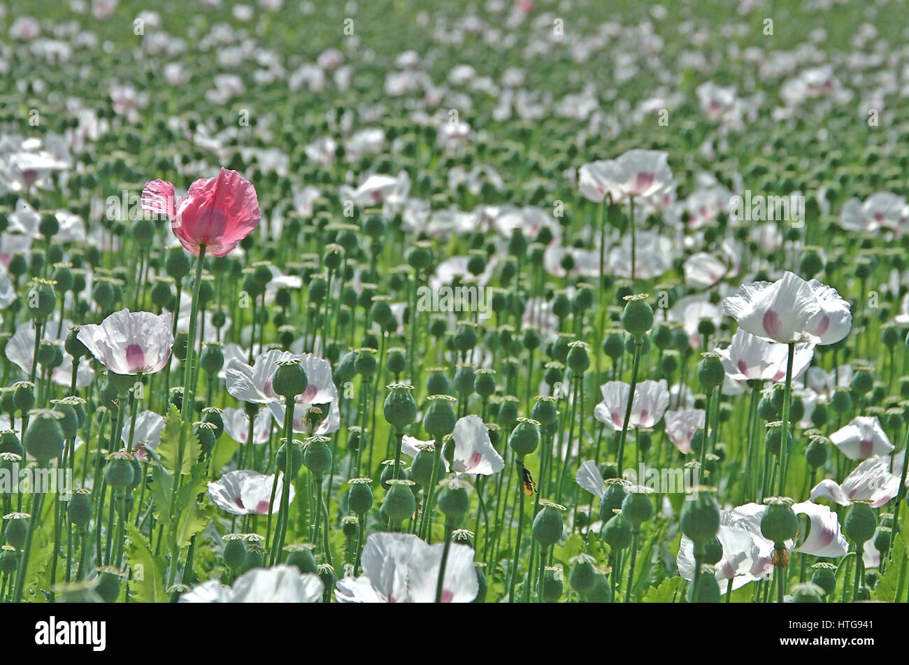 White Opium Poppy (Papaver Somniferum) growing in a Hampshire field ...