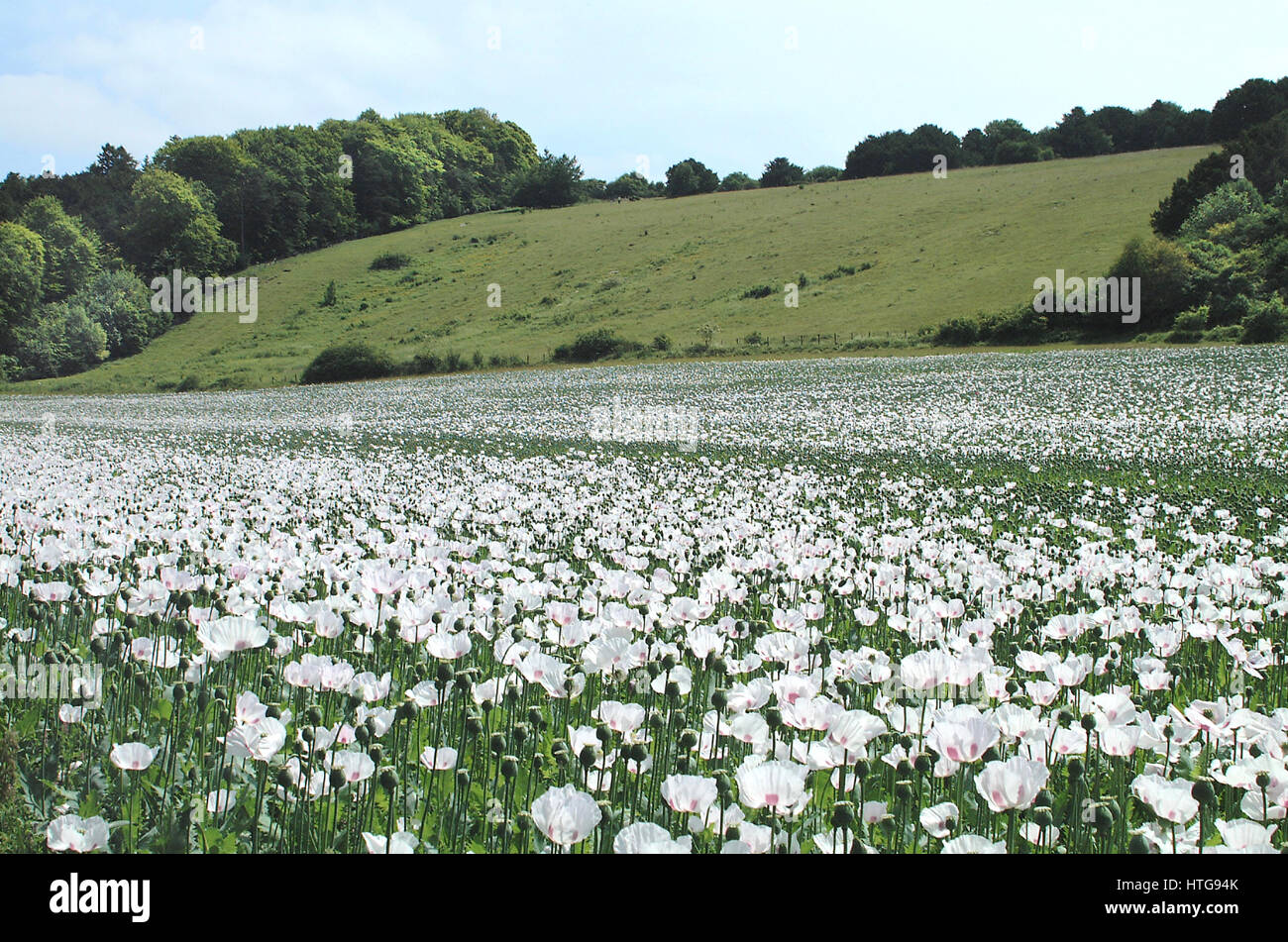 White Opium Poppy (Papaver Somniferum) growing in a Hampshire field ...