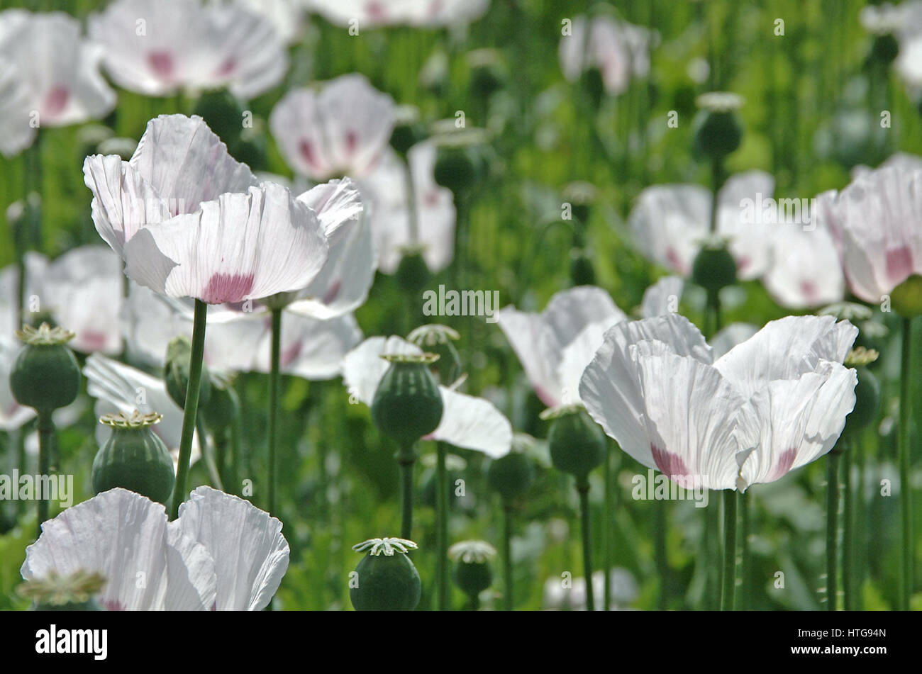 White Opium Poppy (Papaver Somniferum) growing in a Hampshire field ...