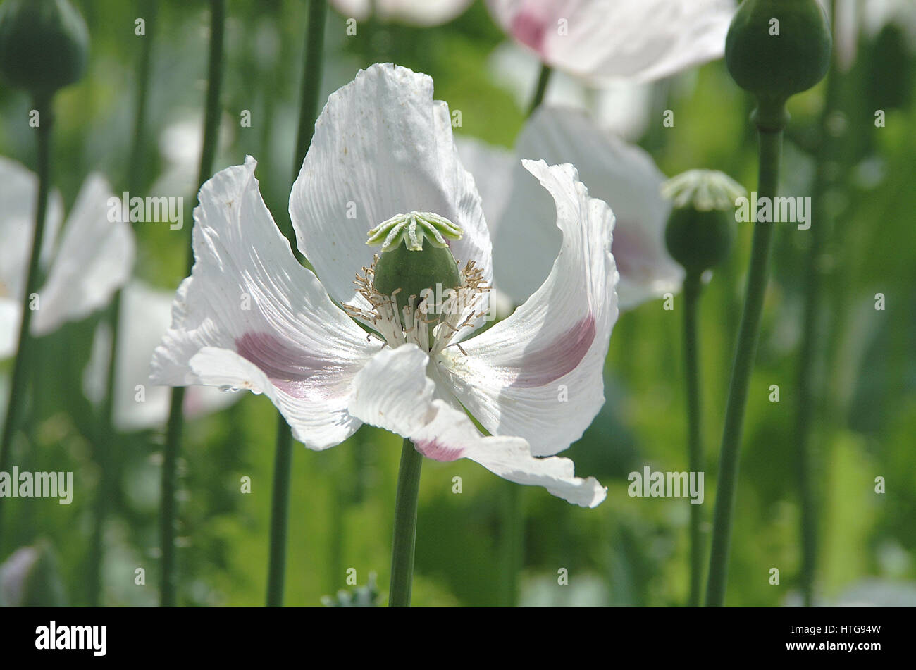 White Opium Poppy (Papaver Somniferum) growing in a Hampshire field ...