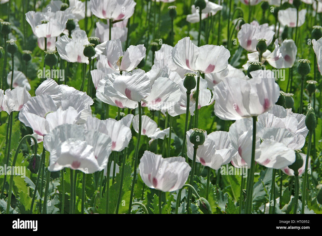 White Opium Poppy (Papaver Somniferum) growing in a Hampshire field ...
