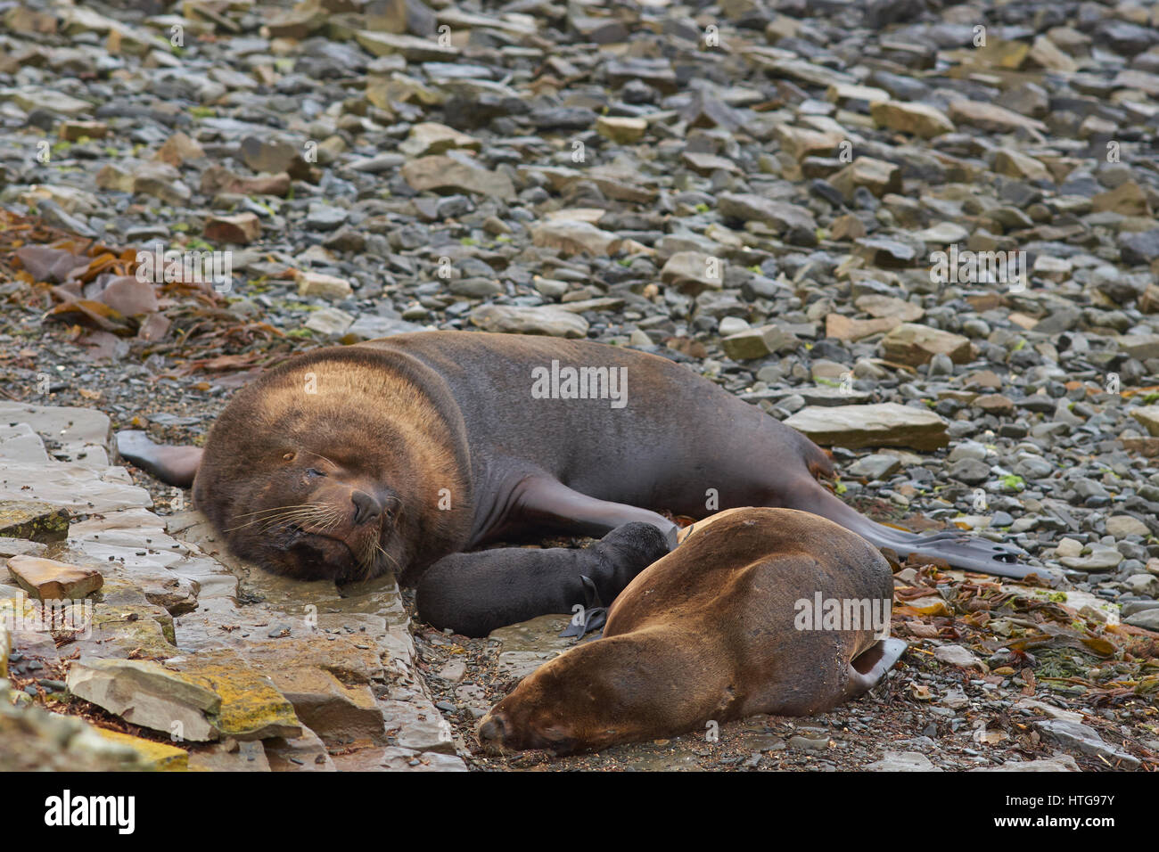 Breeding pair of Southern Sea Lions (Otaria flavescens) with pup on the ...