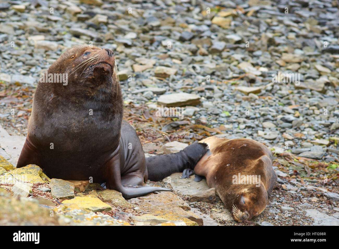 Breeding pair of Southern Sea Lions (Otaria flavescens) with pup on the ...