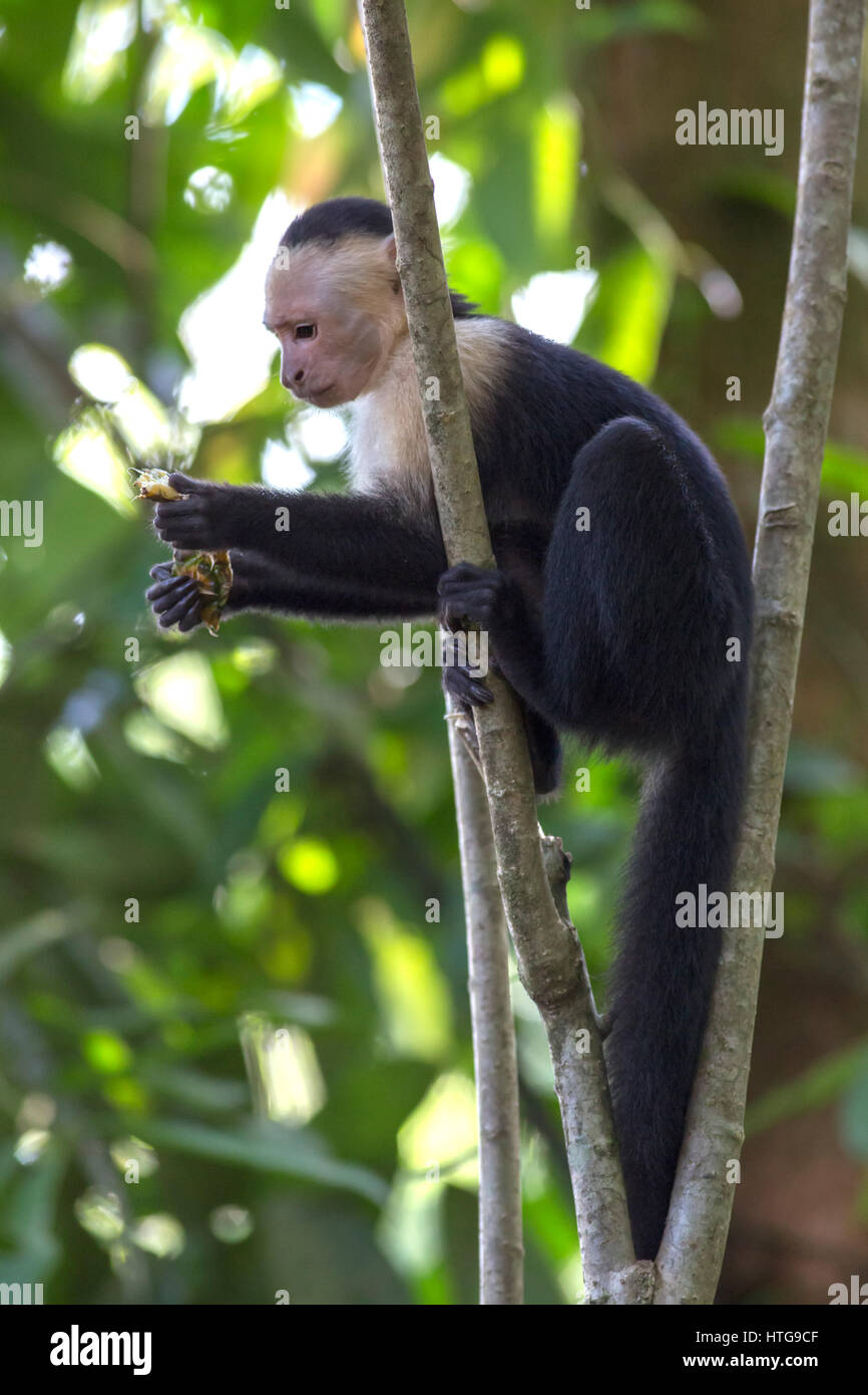 Capuchin White Faced Monkey climing around in the trees Stock Photo - Alamy