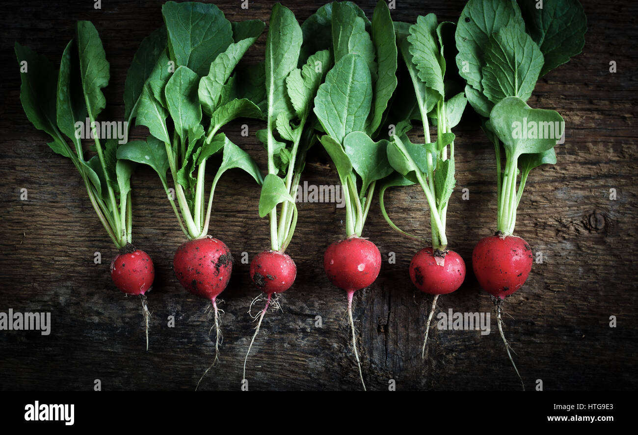 Fresh radish bunch harvest hi-res stock photography and images - Alamy