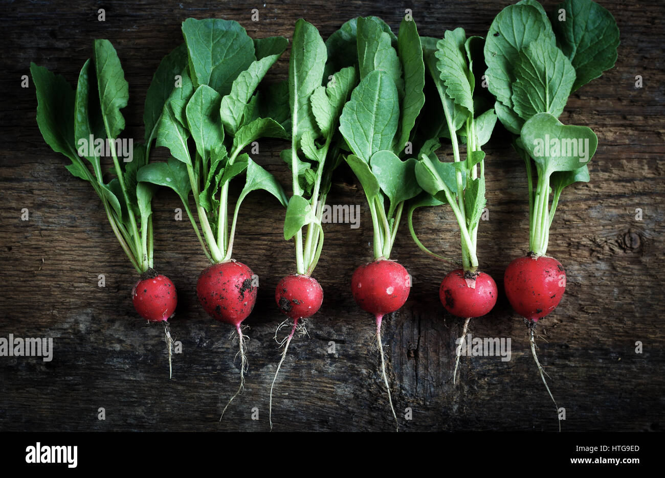 Fresh radish bunch harvest hi-res stock photography and images - Alamy
