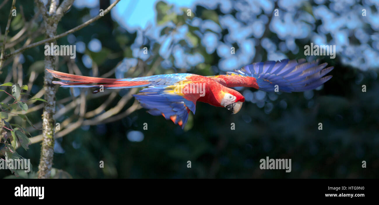 Scarlet macaw in flight hi-res stock photography and images - Alamy