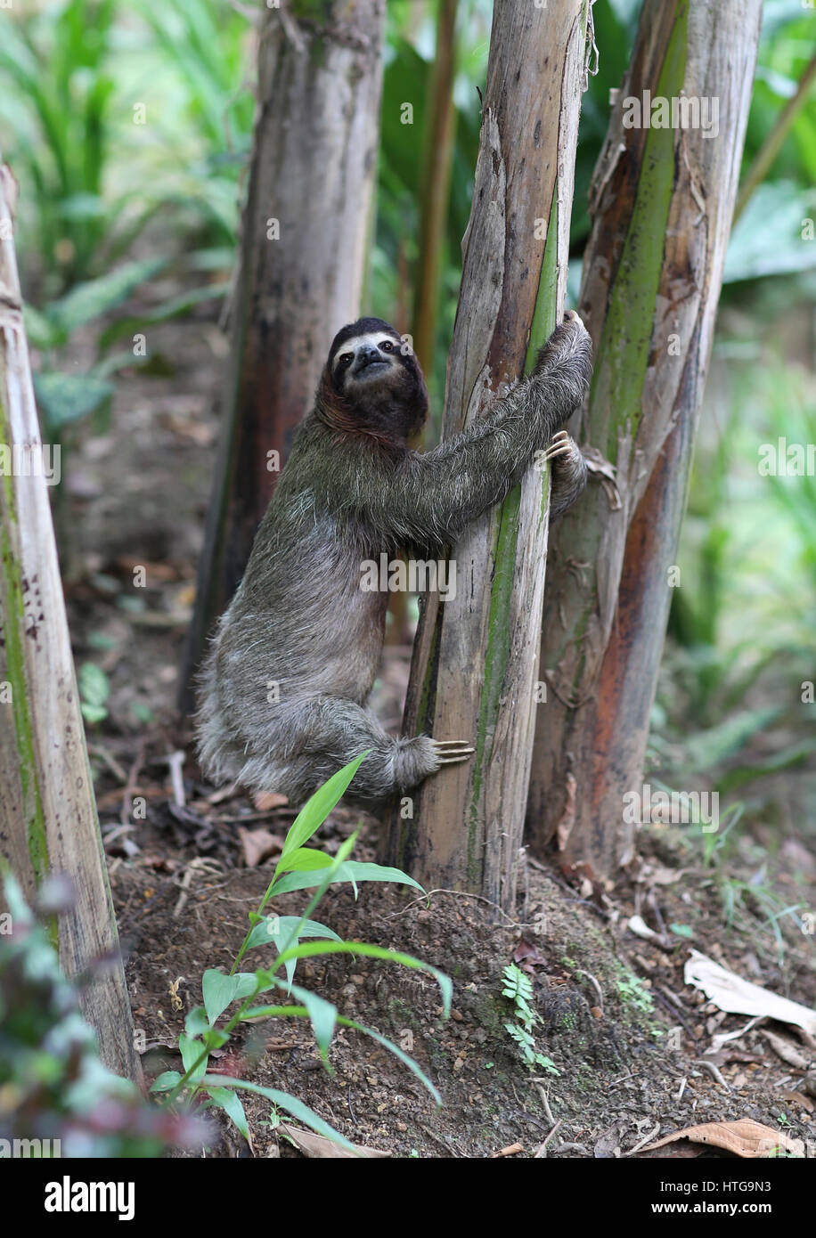 Three-toed Sloth climbing a banana tree Stock Photo - Alamy