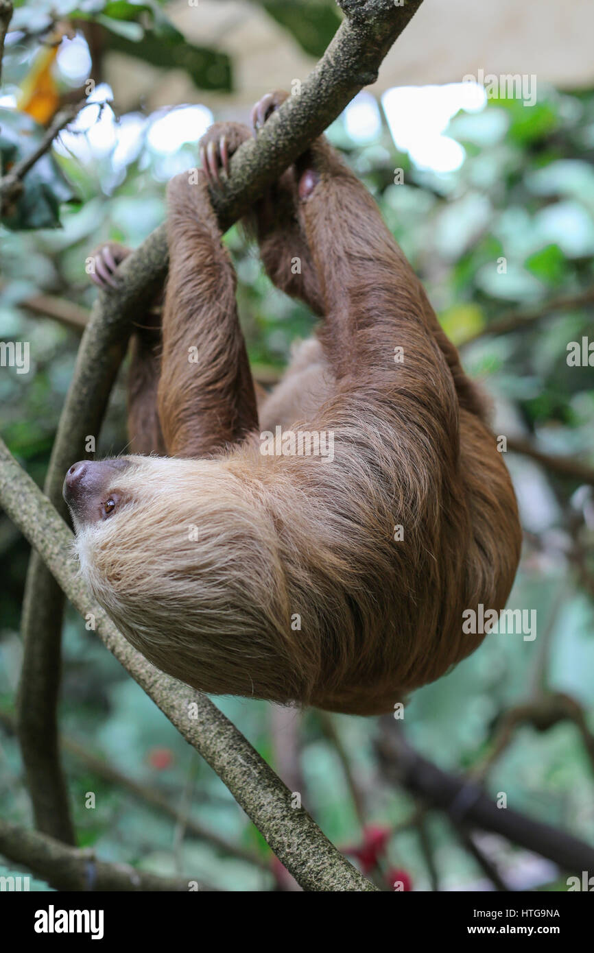 Two-toed Sloth hanging from a branch Stock Photo - Alamy