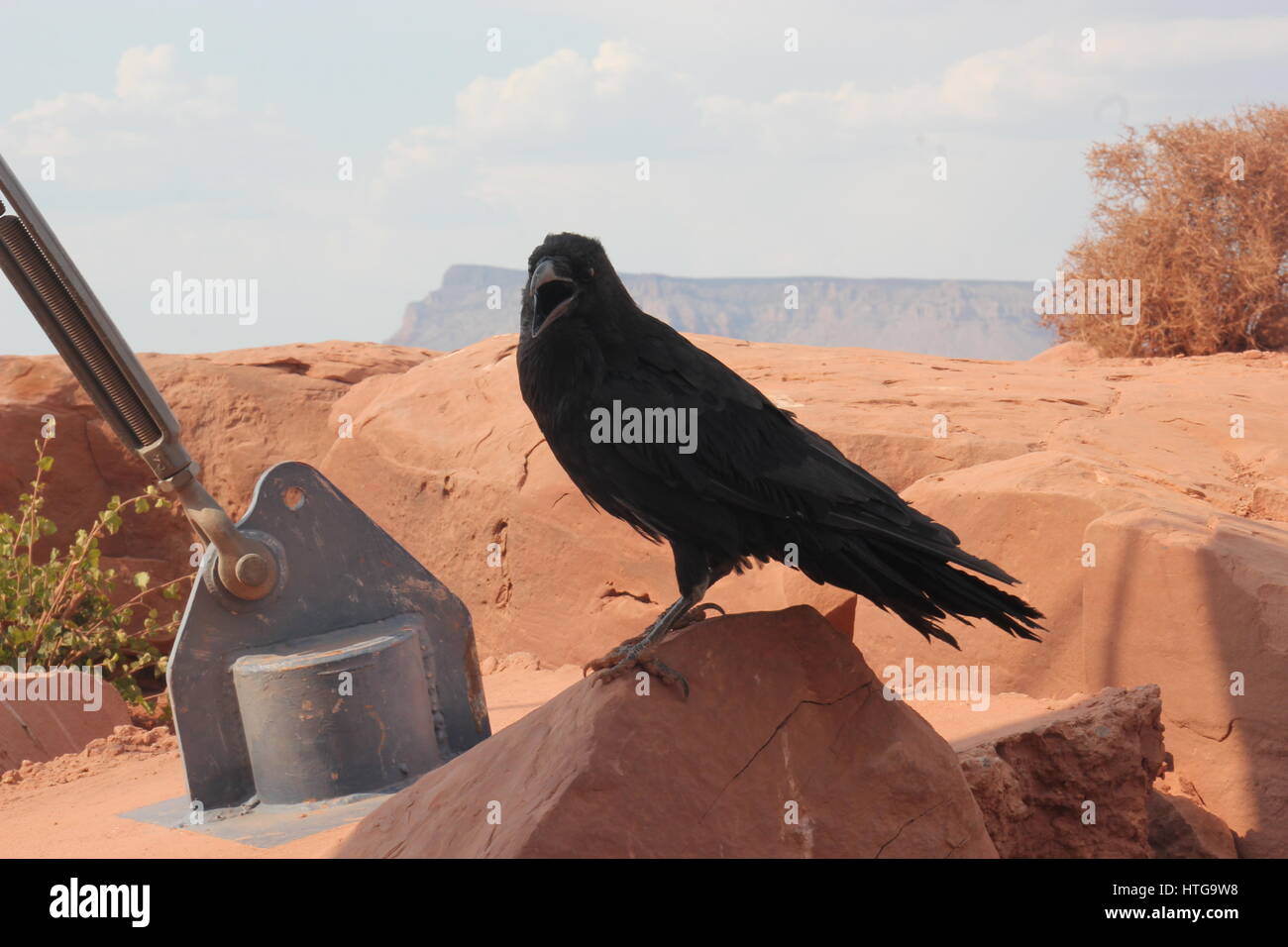 Raven at the Grand Canyon, Arizona Stock Photo - Alamy