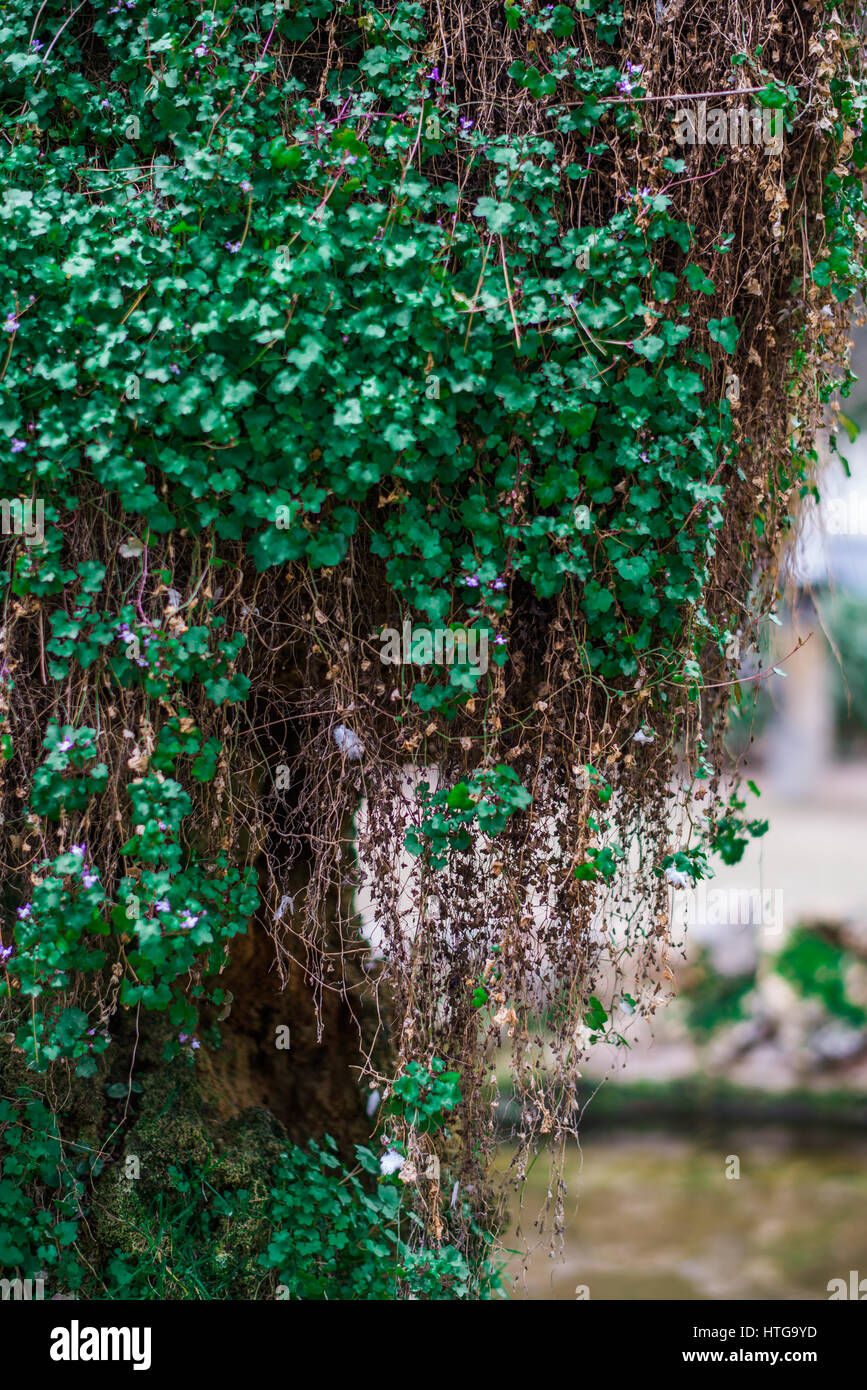Spanish plants on a sunny day in a macro view Stock Photo - Alamy
