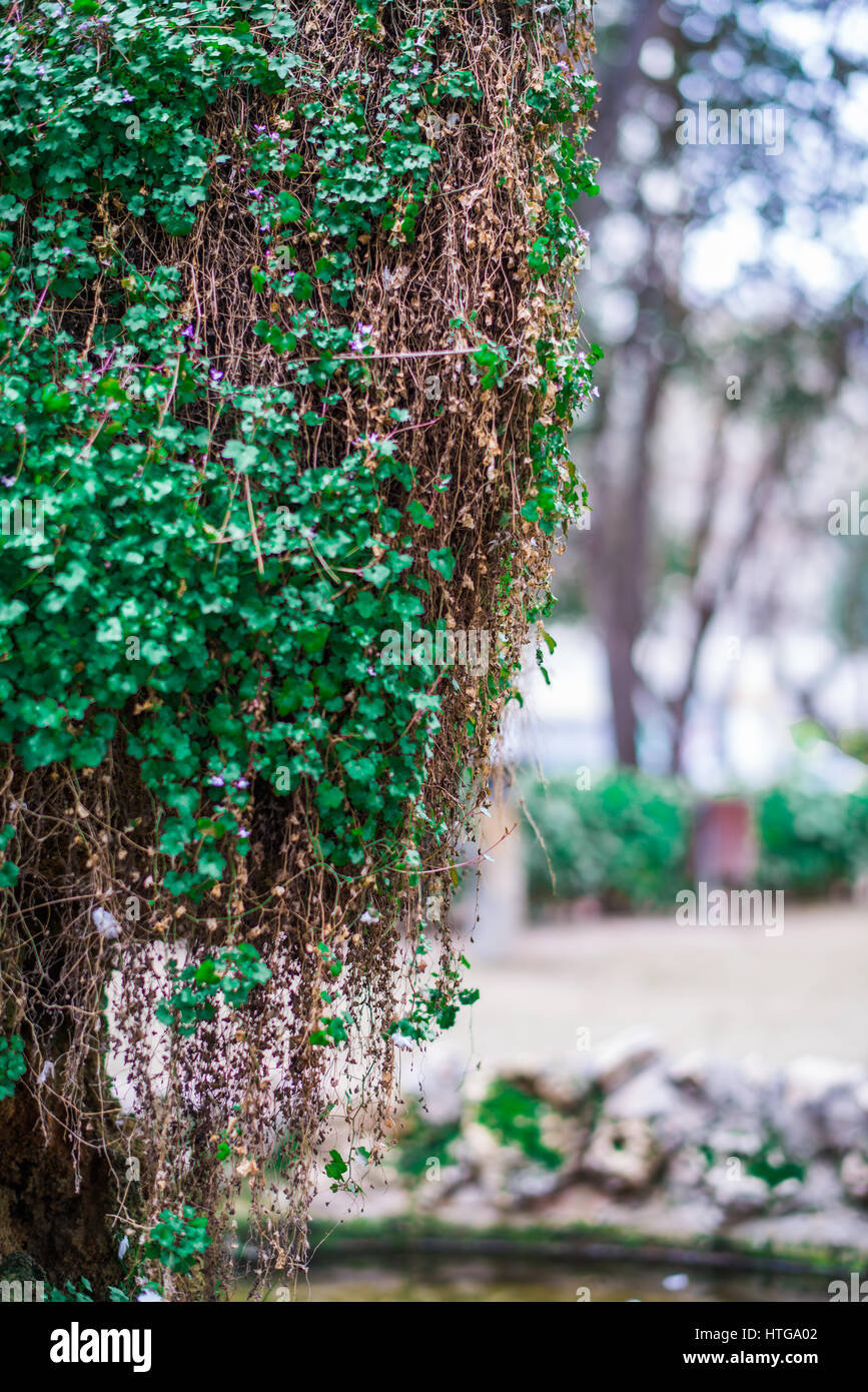Spanish plants on a sunny day in a macro view Stock Photo - Alamy