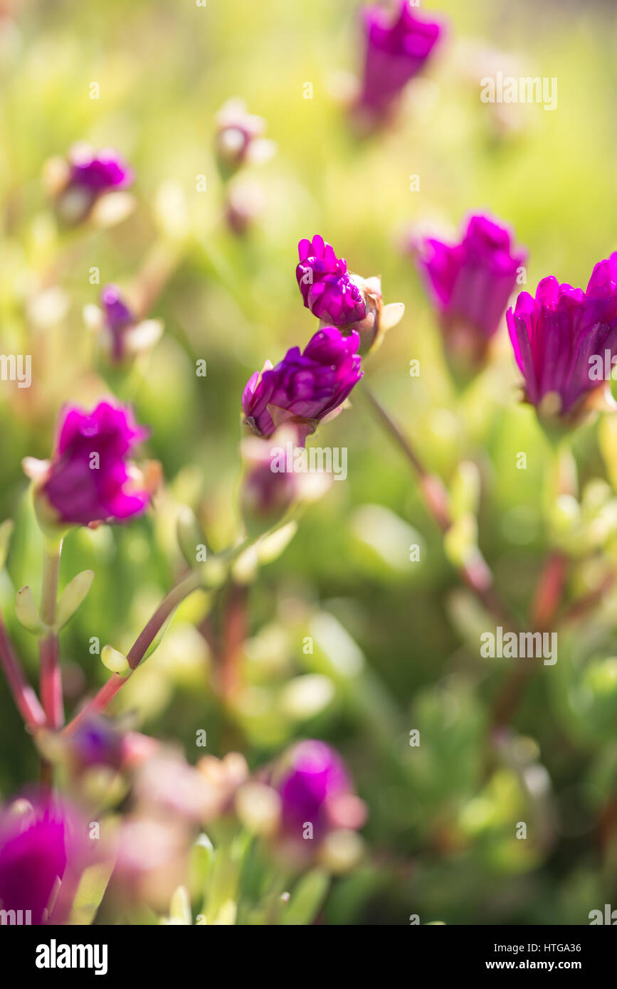 Spanish violet flowers in morning sun in macro view Stock Photo - Alamy