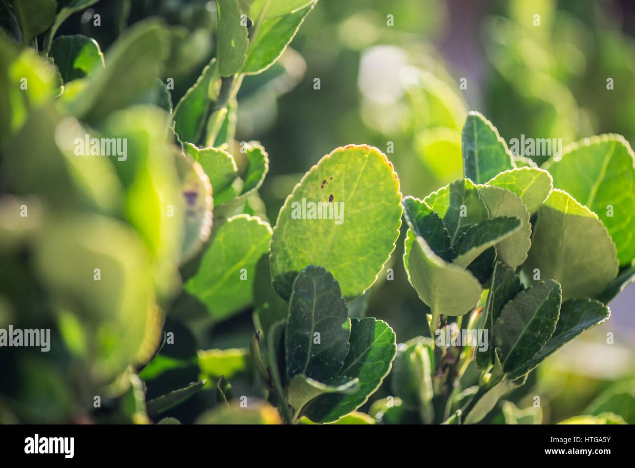 Spanish plants on a sunny day in a macro view Stock Photo - Alamy