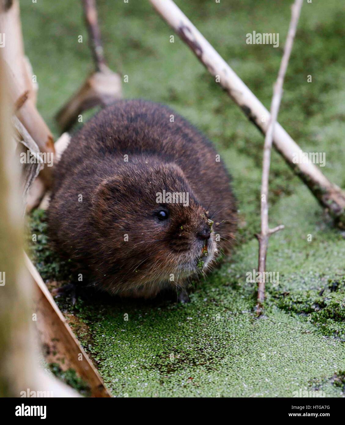 Water Vole (Avicola amphibious Stock Photo - Alamy