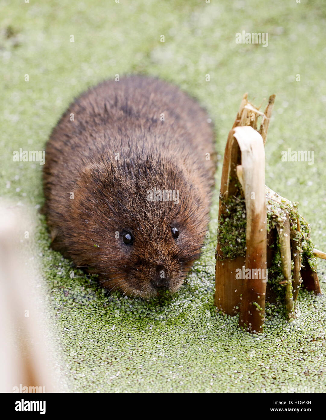 Rat teeth uk hi-res stock photography and images - Alamy