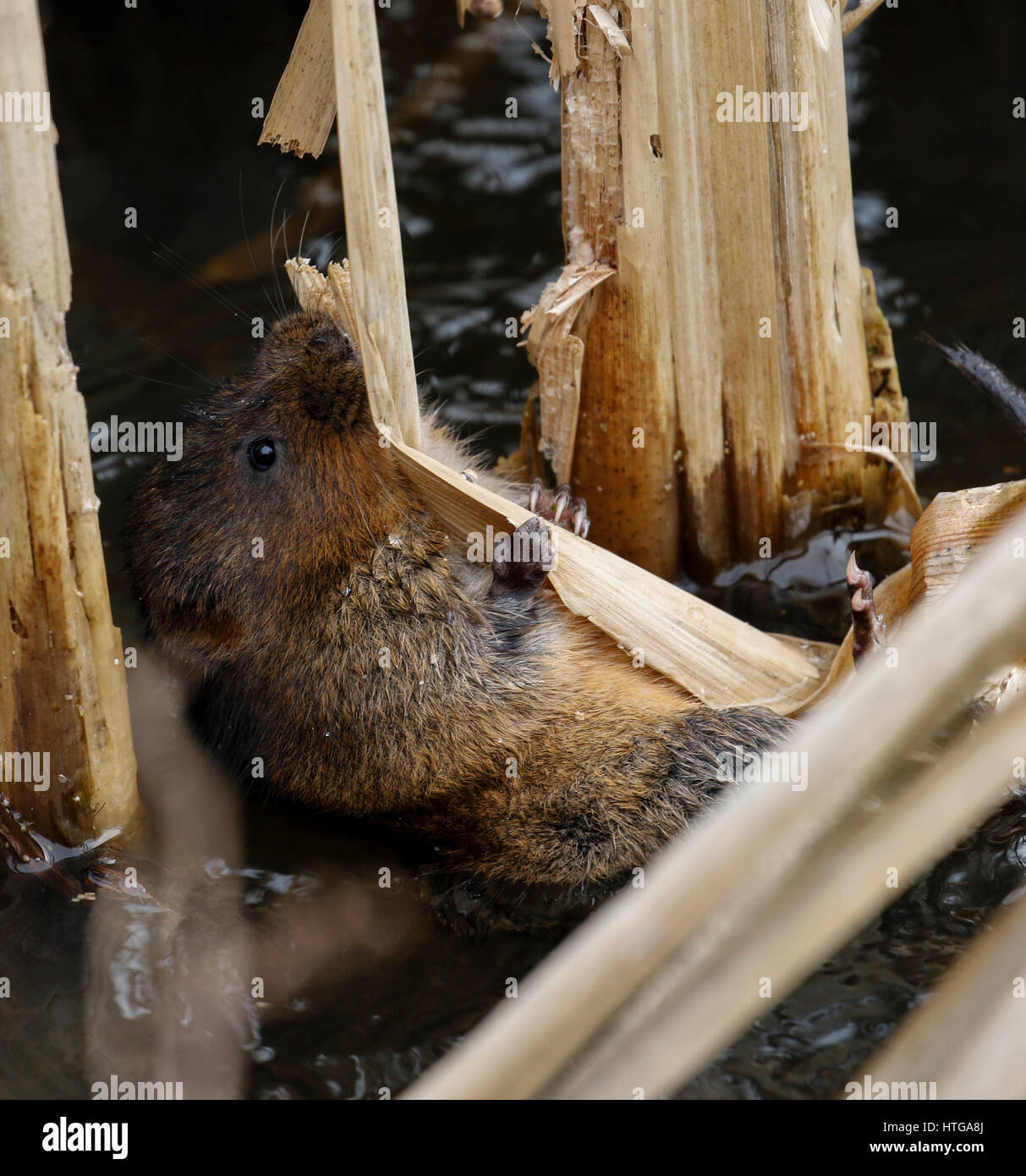 Chewing rat hi-res stock photography and images - Alamy