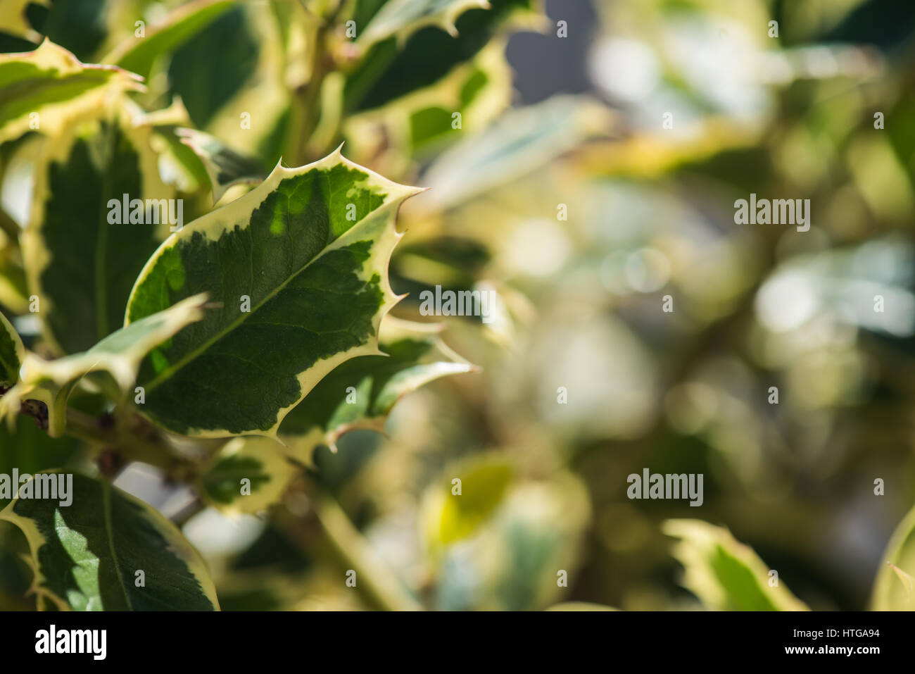 Spanish plants on a sunny day in a macro view Stock Photo - Alamy
