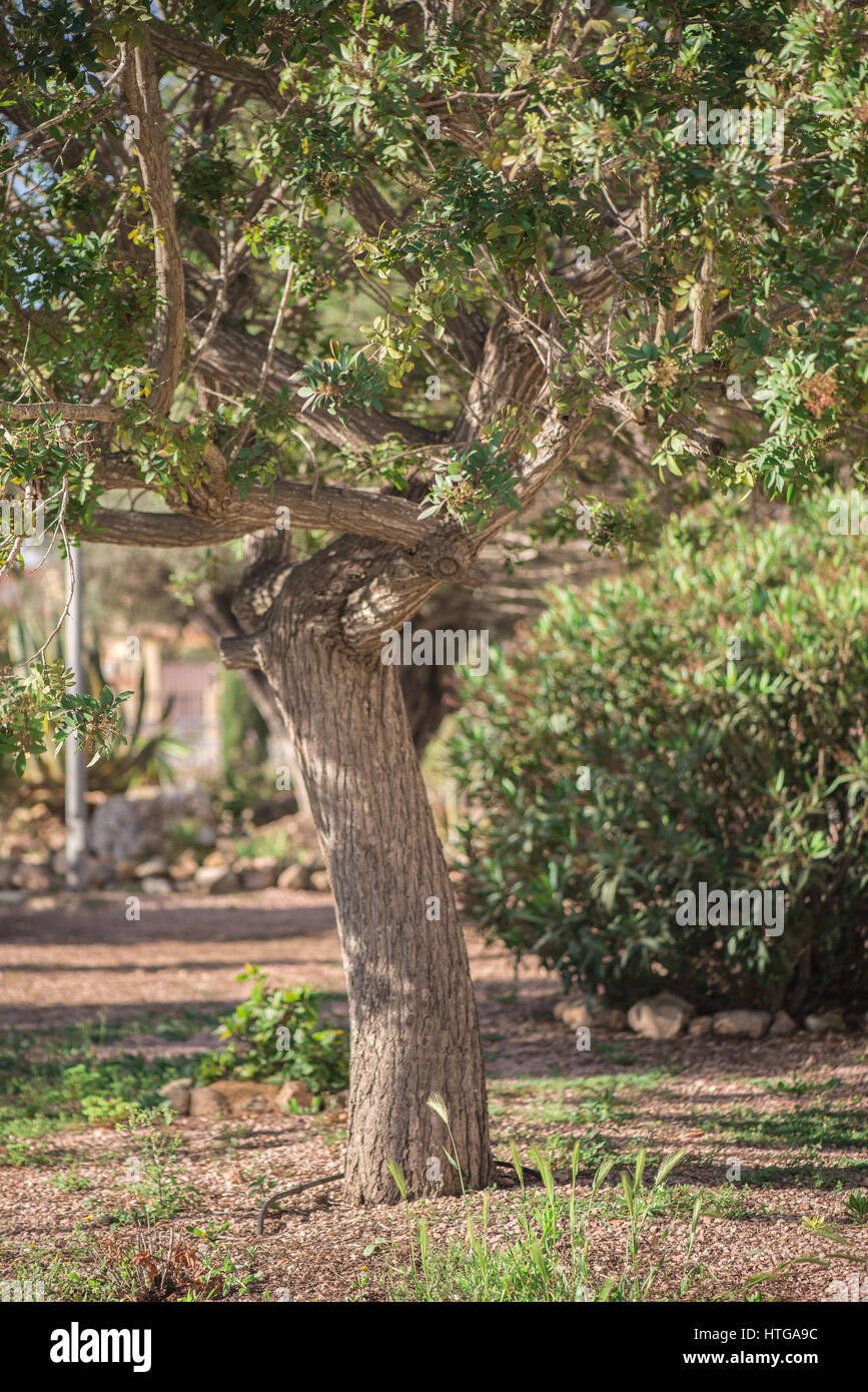 Spanish tree in morning sun in macro view Stock Photo - Alamy
