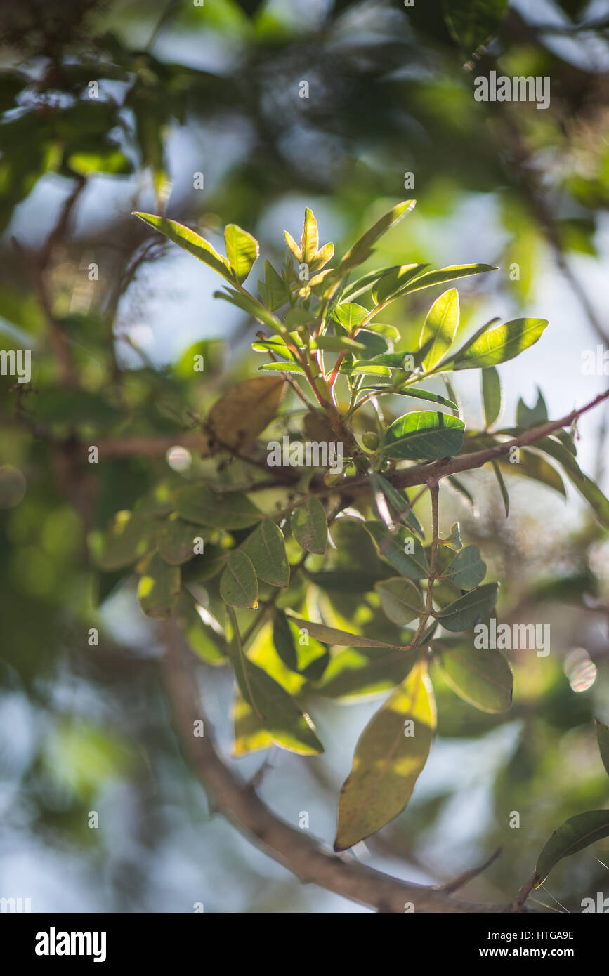 Spanish tree hi-res stock photography and images - Alamy