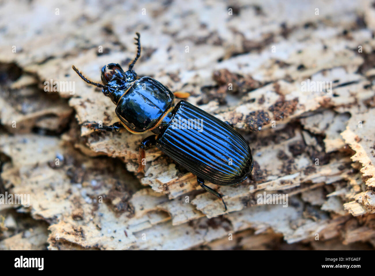 Passalidae beetle hi-res stock photography and images - Alamy
