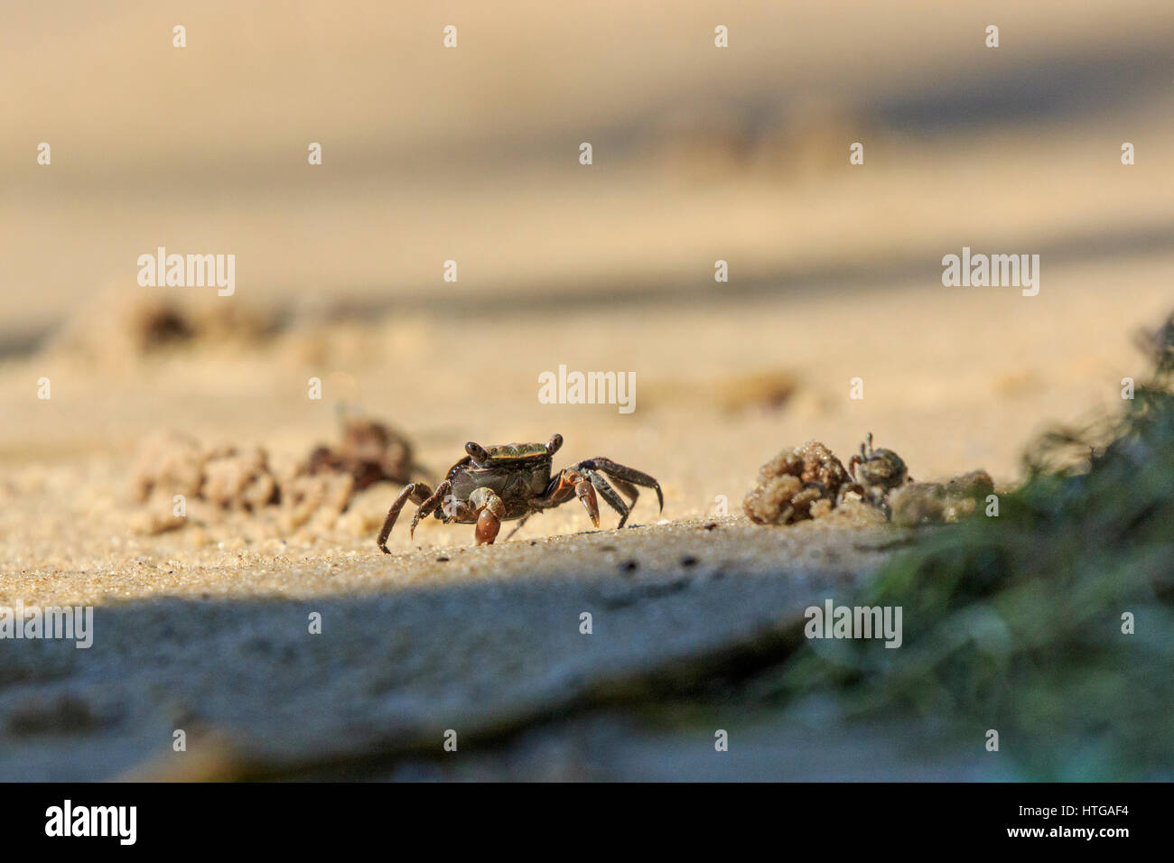 Sand crabs on the beach Stock Photo - Alamy