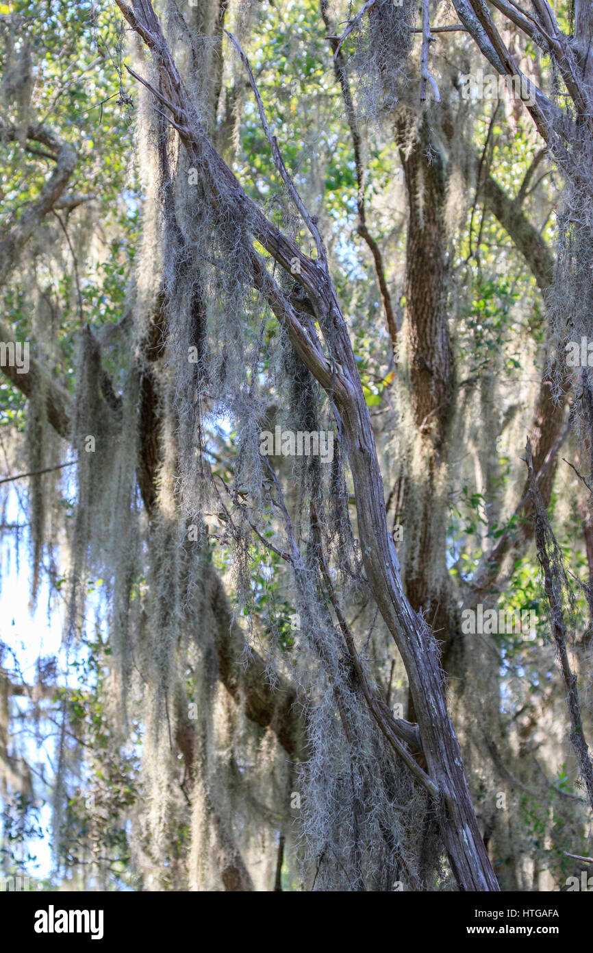 Spanish moss hanging from trees hi-res stock photography and images - Alamy