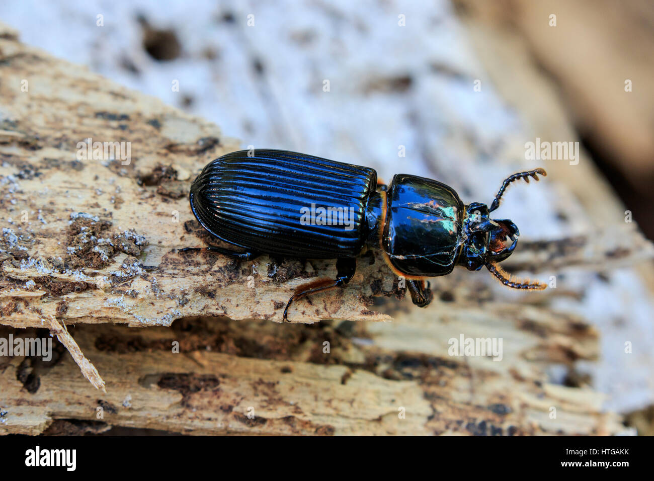 Passalidae beetle hi-res stock photography and images - Alamy