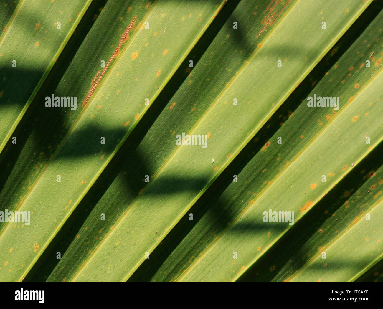 Close up palm frond hi-res stock photography and images - Alamy