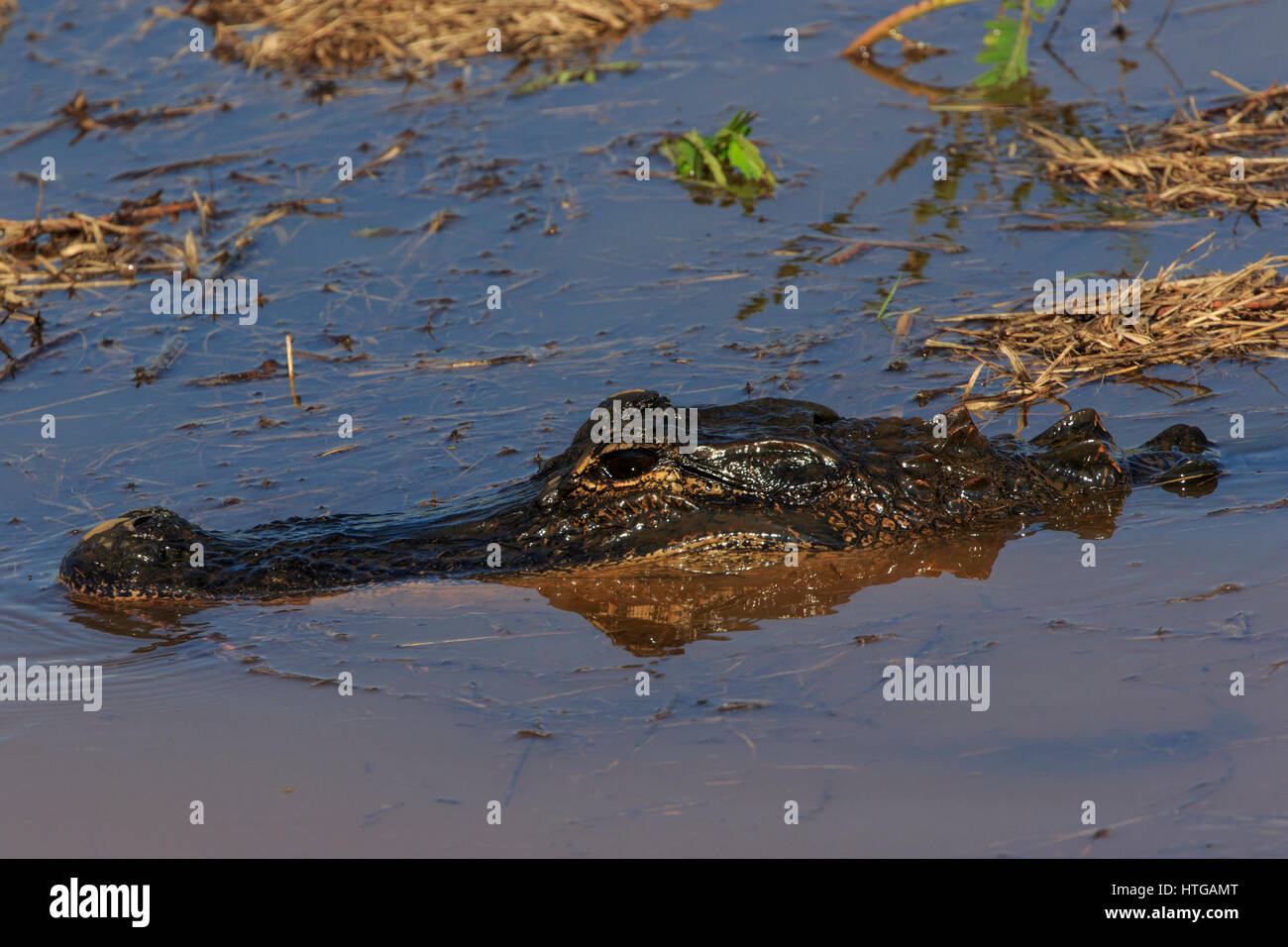 Crocodile In Muddy Water